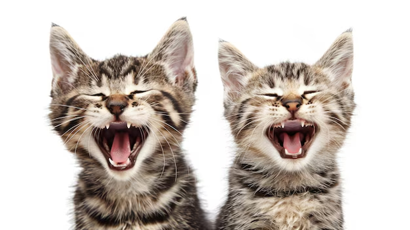 Laughing Meme: 30+ Funniest Images That Make Everyone Laugh